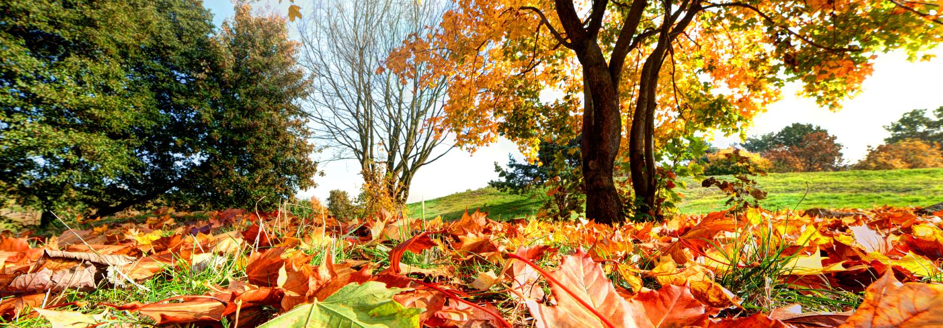 Parks and Recreation | Raleighnc.gov