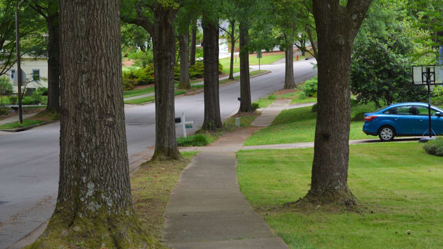 Urban Forestry Program | Raleighnc.gov