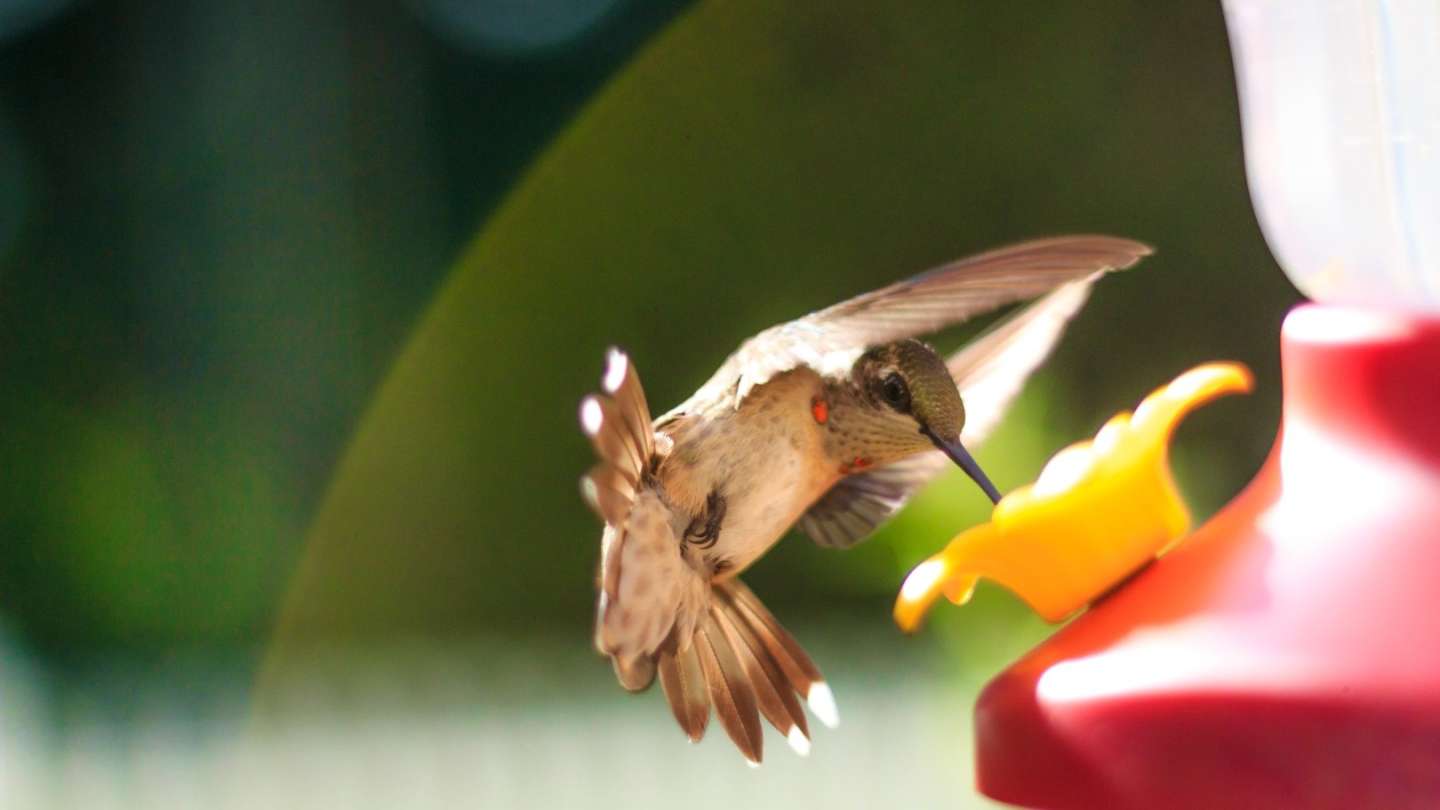 Invite a Hummingbird to Dinner | Raleighnc.gov