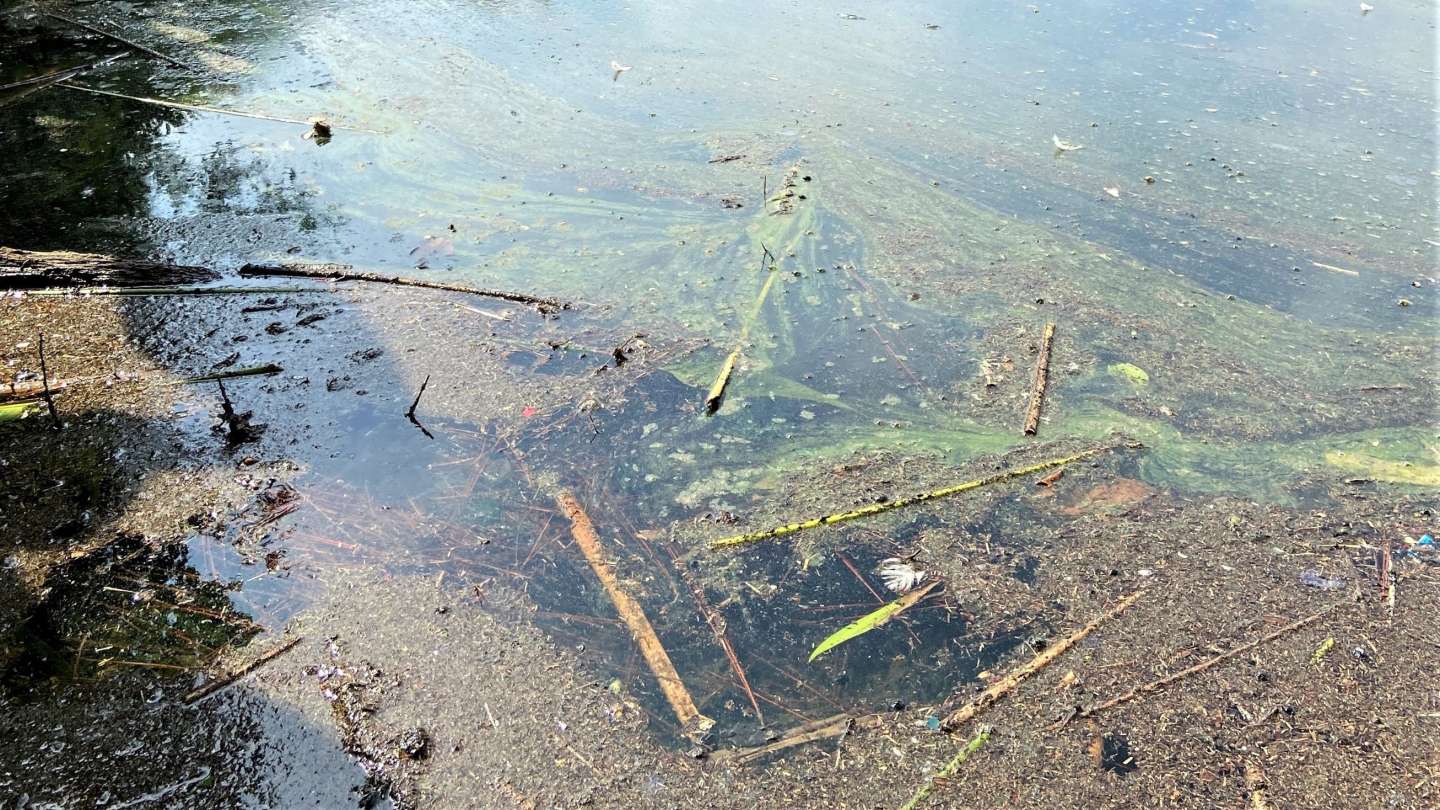 Nutrient Pollutants | Raleighnc.gov