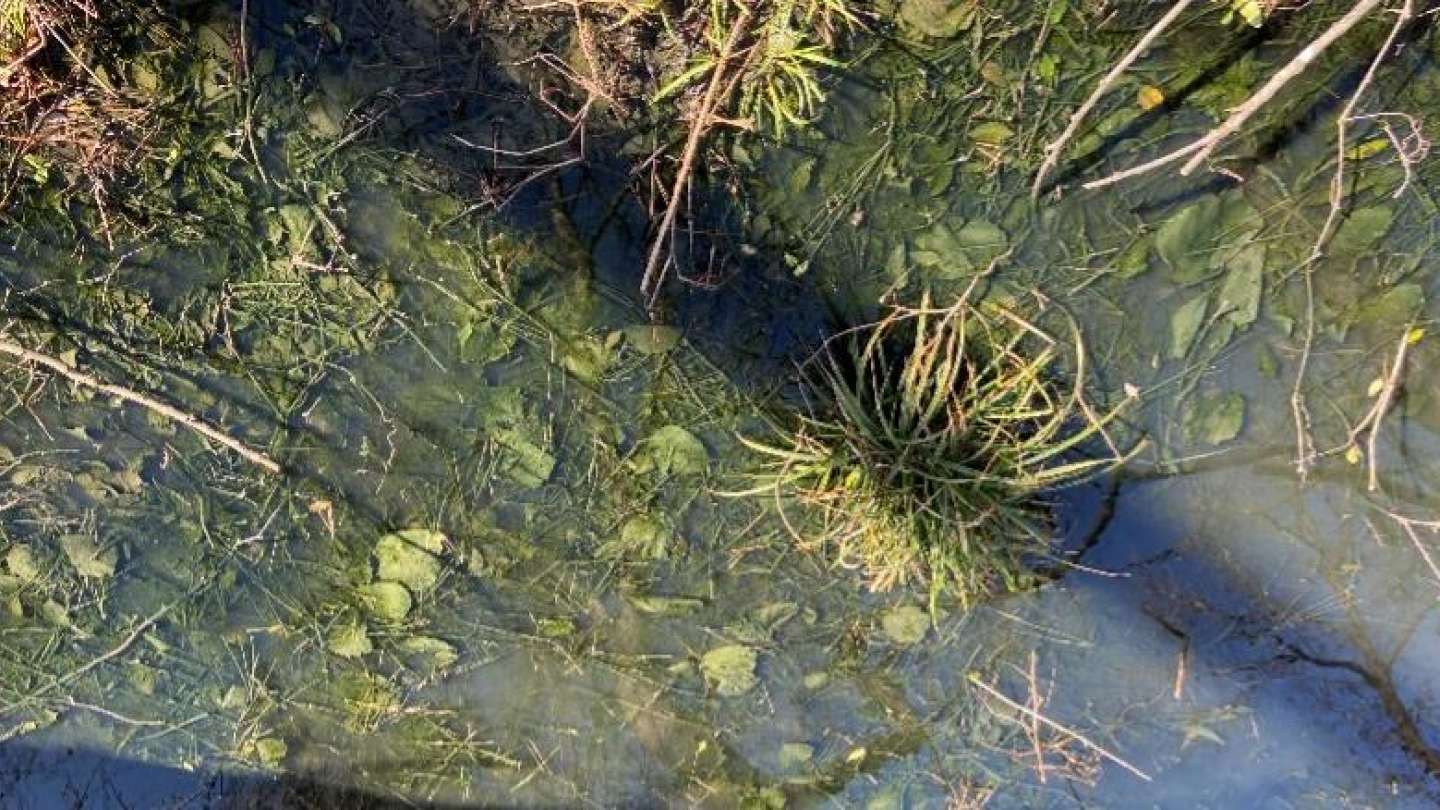 Pathogen Pollutants | Raleighnc.gov