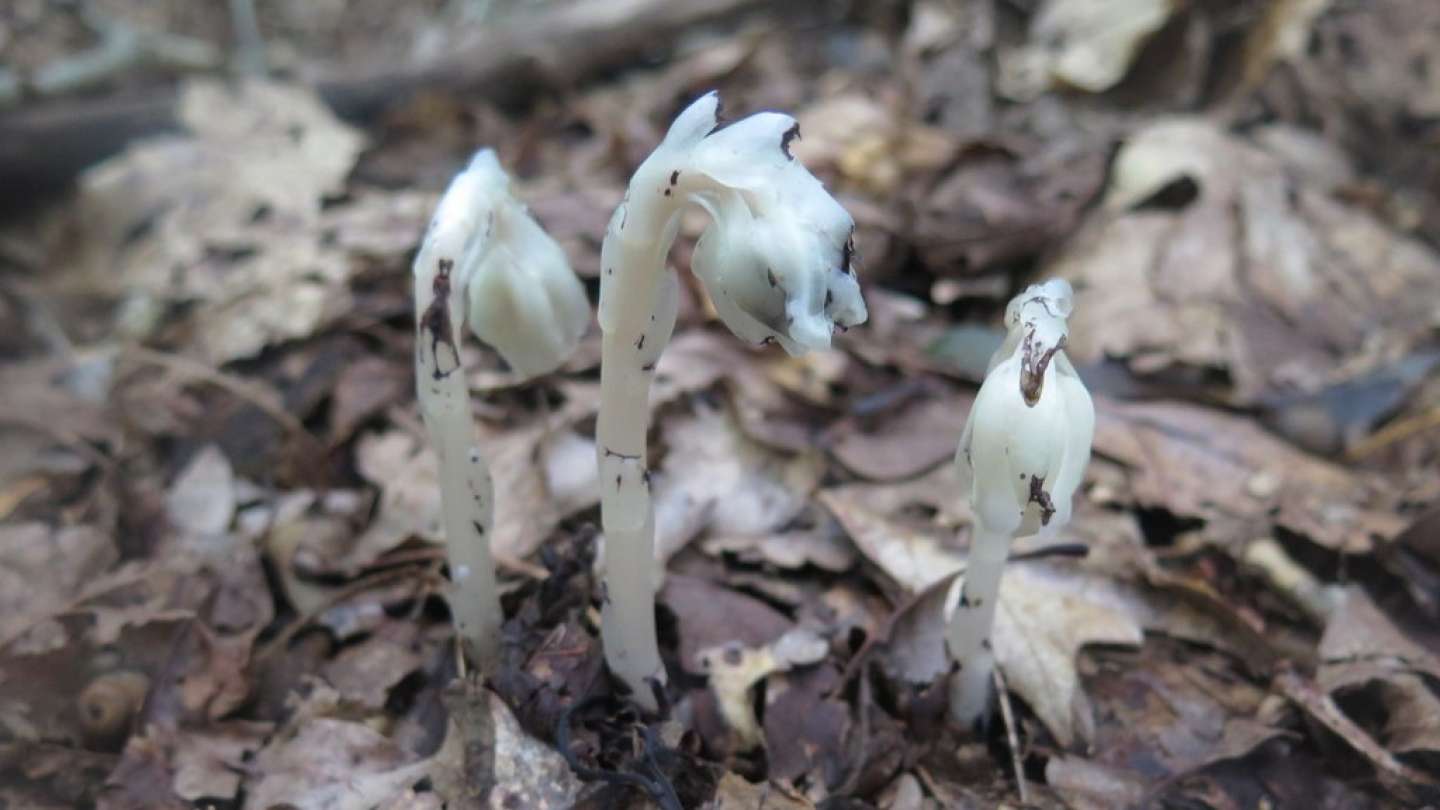 Nature Mysteries | Raleighnc.gov