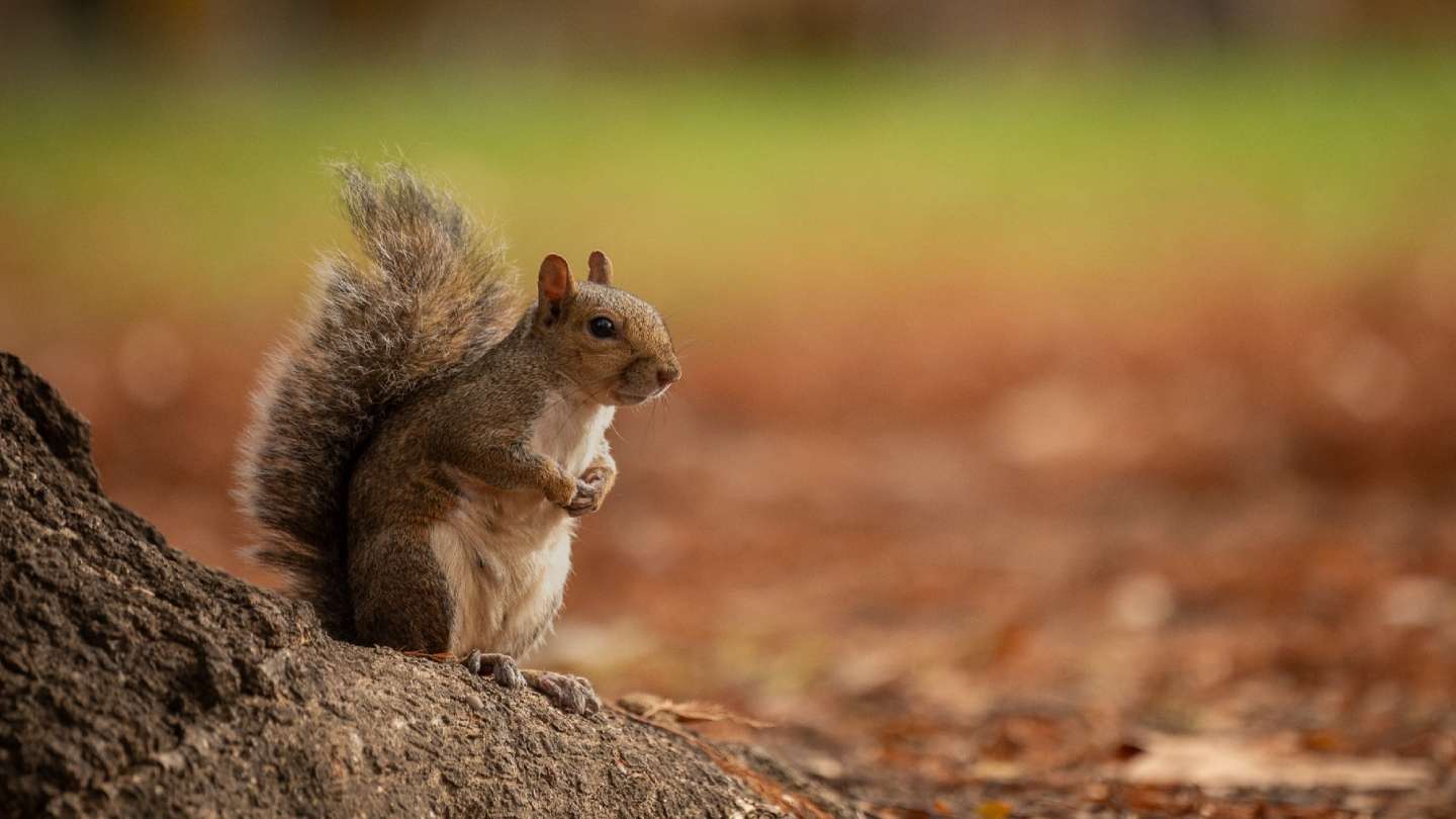 Nash Square | Raleighnc.gov