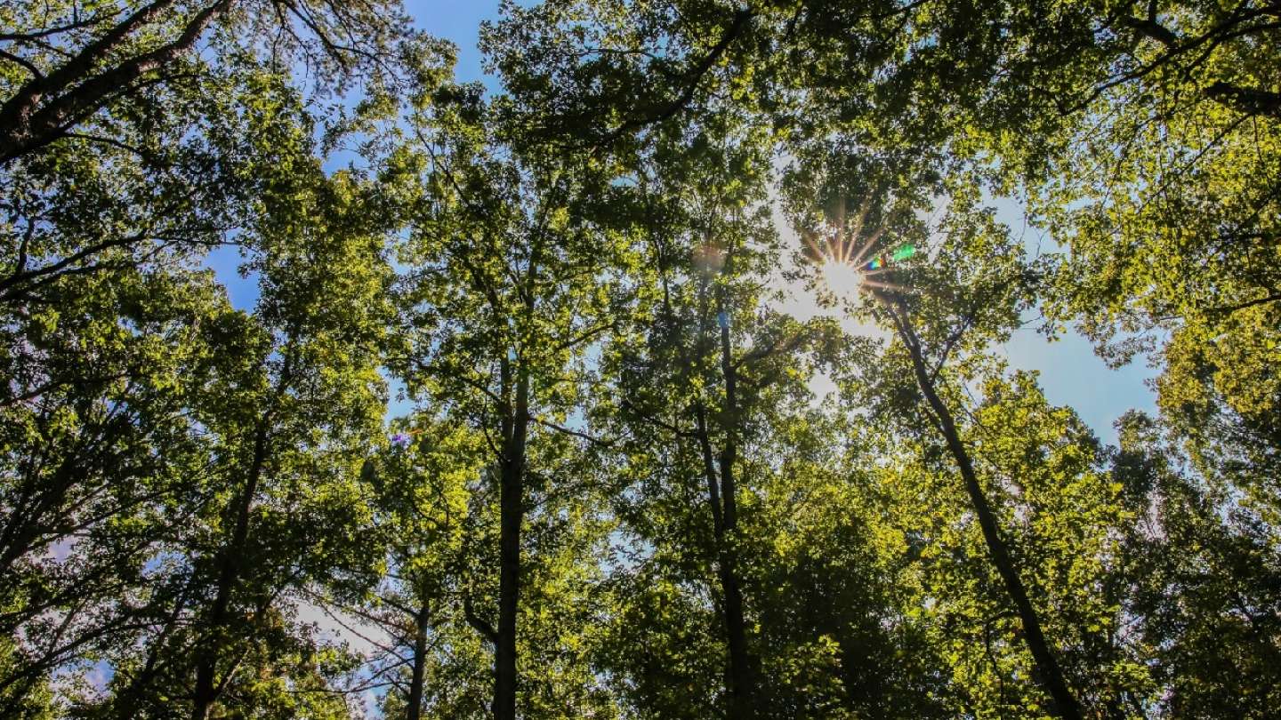 Current Development Activity | Raleighnc.gov