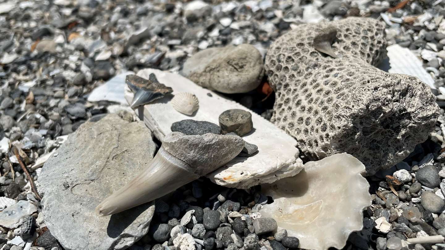 Forest Ridge Park | Raleighnc.gov