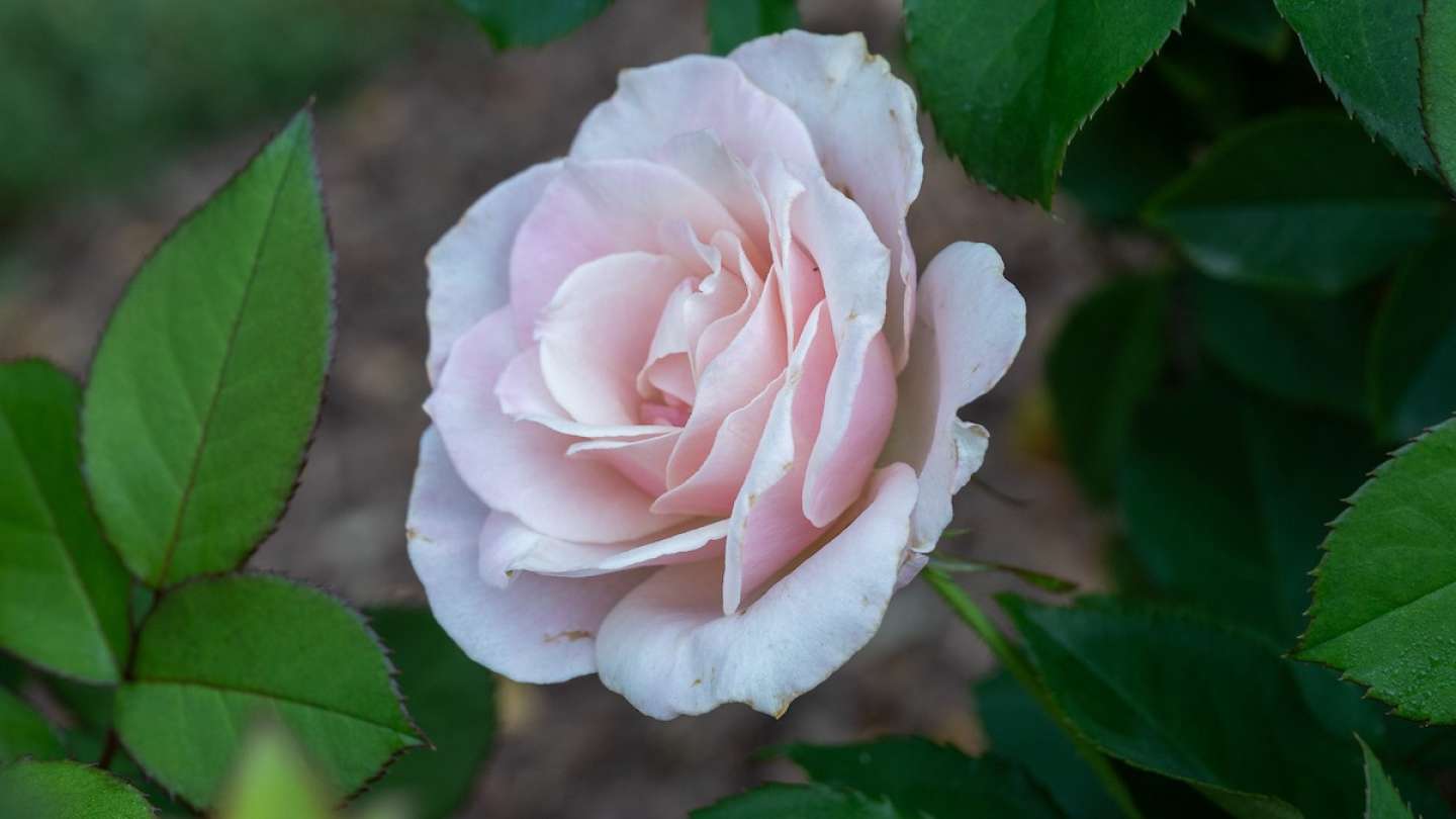 Take a 'Scroll' Through The Raleigh Rose Garden | Raleighnc.gov