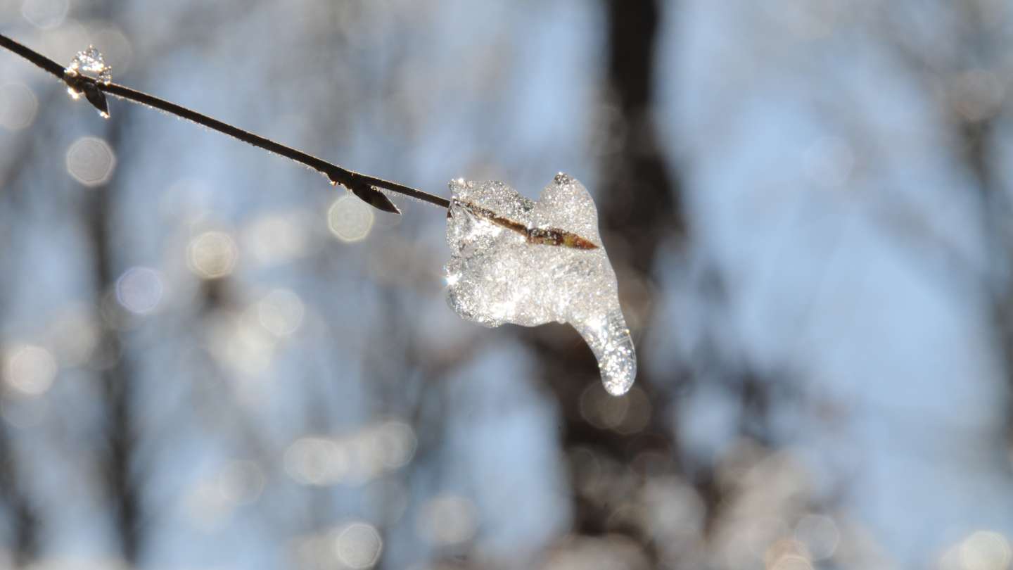 Winter Tree Identification | Raleighnc.gov