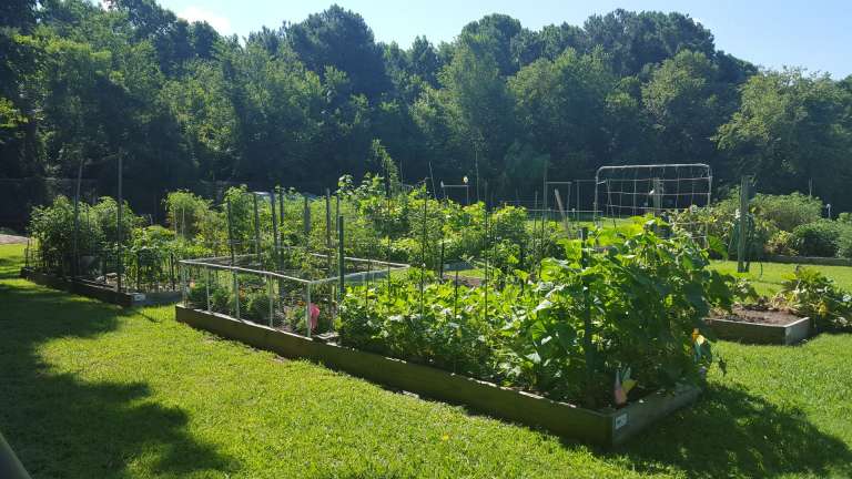 Learn More About Community Gardens | Raleighnc.gov