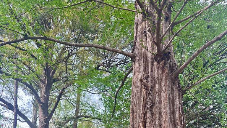 Urban Forestry Program | Raleighnc.gov