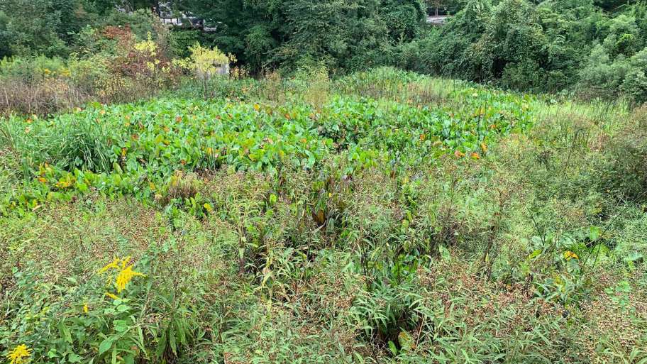 Parks, Recreation and Cultural Resources Volunteer Program