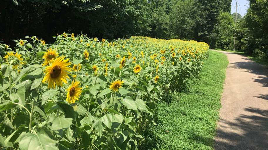 Little Rock Greenway Trail | Raleighnc.gov