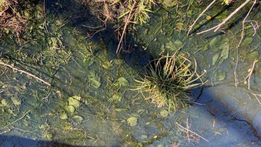 Pathogen Pollutants | Raleighnc.gov