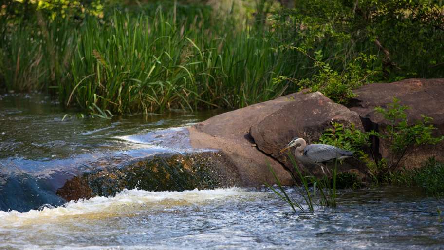 Neuse River Greenway Trail | Raleighnc.gov