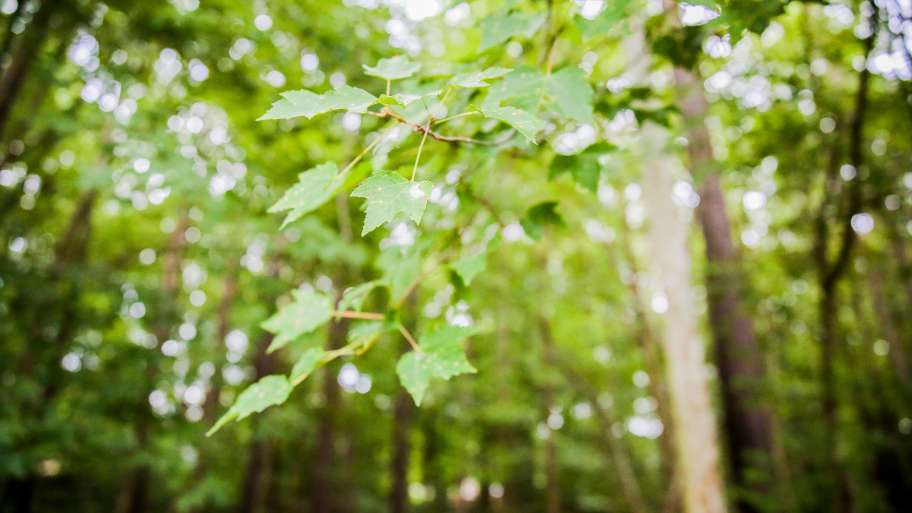 Forest Ridge Park | Raleighnc.gov