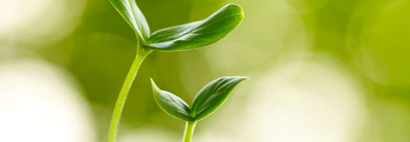 Barwell Road Park Community Garden | Raleighnc.gov