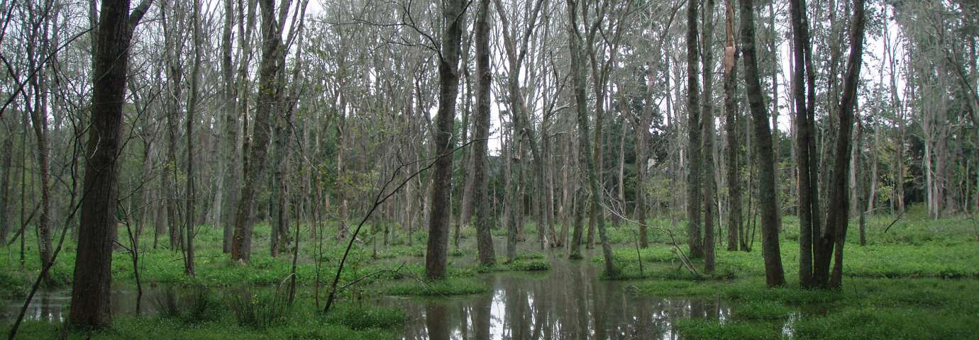 River Cane Wetland Park | Raleighnc.gov