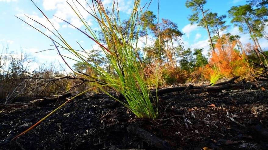 Prescribed Fire | Raleighnc.gov