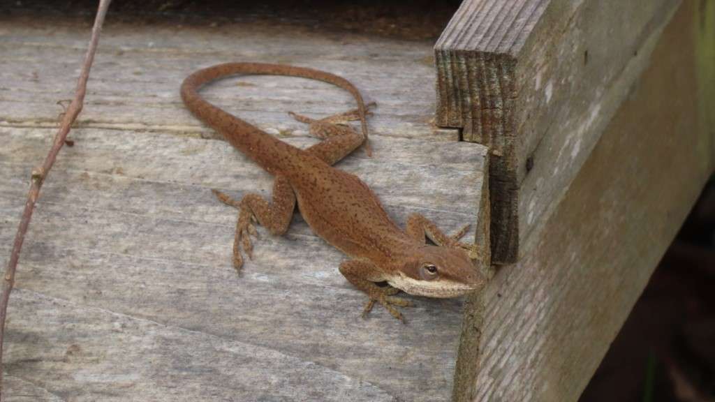 Nature Mysteries | Raleighnc.gov