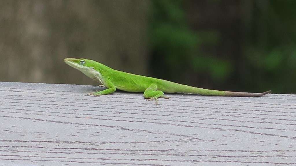 Nature Mysteries | Raleighnc.gov