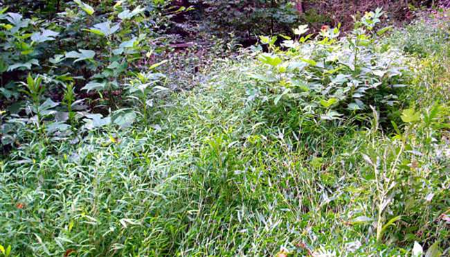 Invasive Species Program | Raleighnc.gov