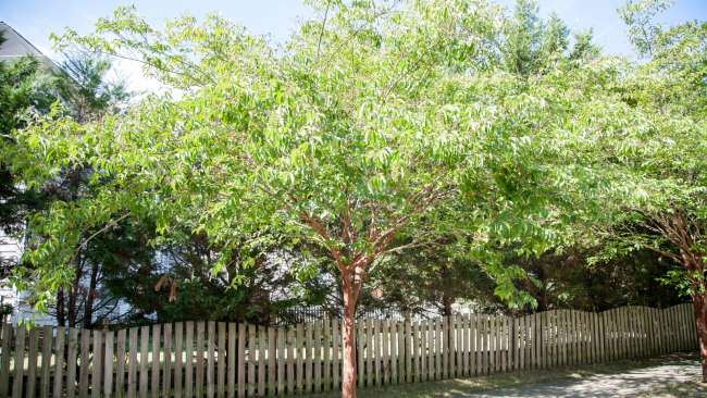 Urban Forestry Program | Raleighnc.gov