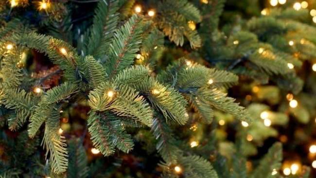 Surviving and Thriving: How to Keep Your Tree Healthy This Holiday ...