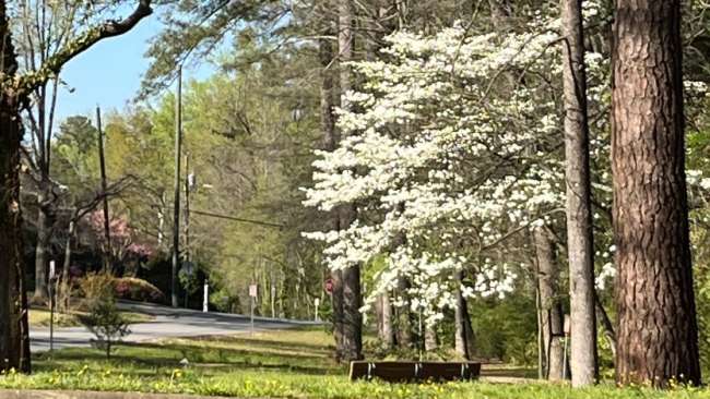 Urban Forestry Program | Raleighnc.gov